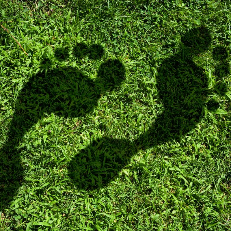 Ditch the Paper: How Board Portals Support Your ESG Goals - Stellar